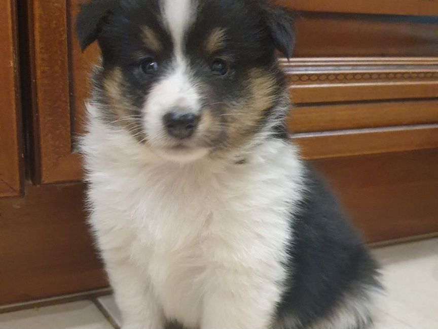 Щенки шелти