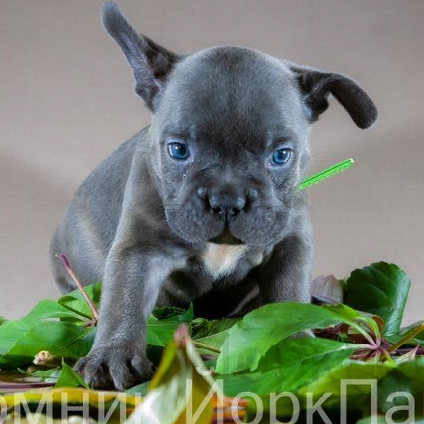 Голубой мальчик французского бульдога