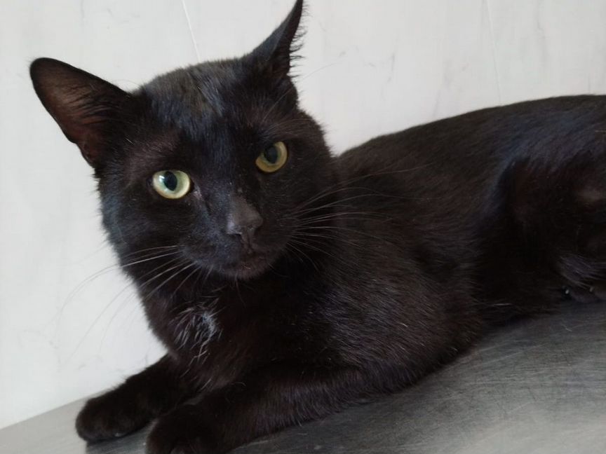 Черный котик Черчилль грустит в клеточке