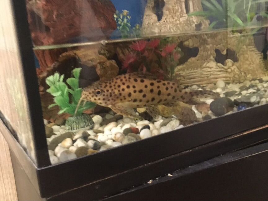 Аквариумные рыбки