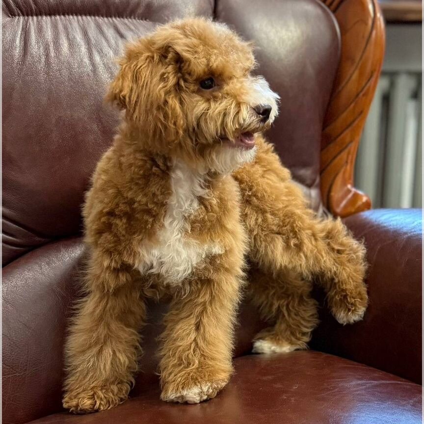 Мальтипу, щенок