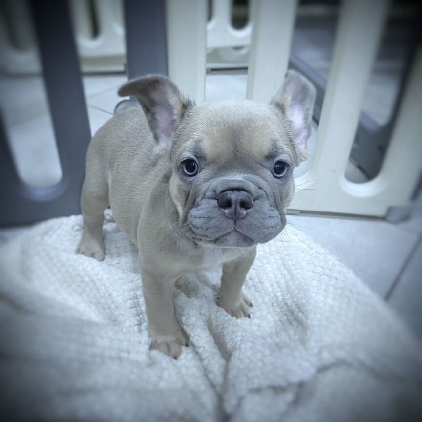 Французский бульдог, щенок