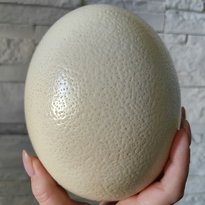 Страусиное яйцо пустое