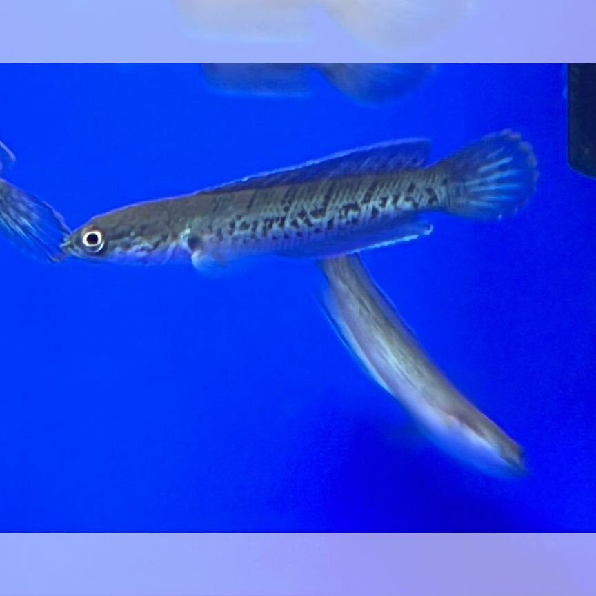 Змееголов Стюарта