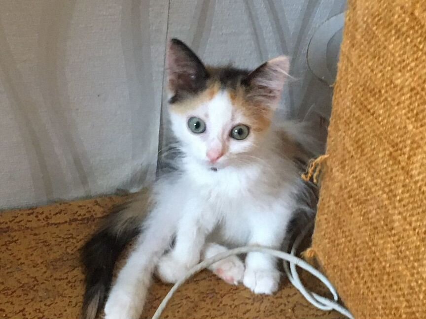 Счастье в дом