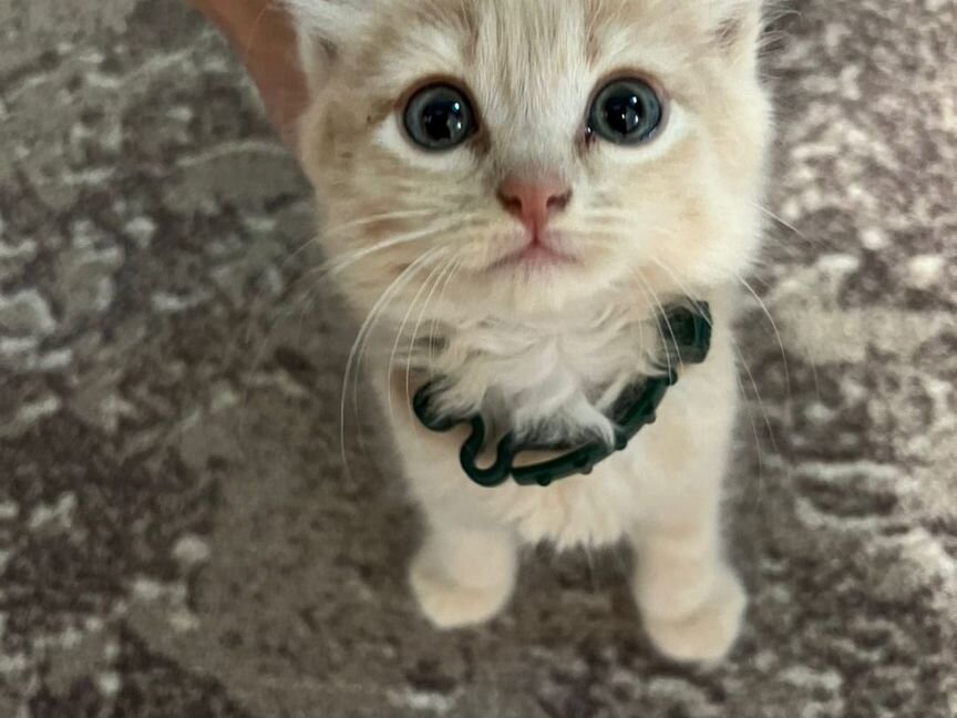 Найден котёнок