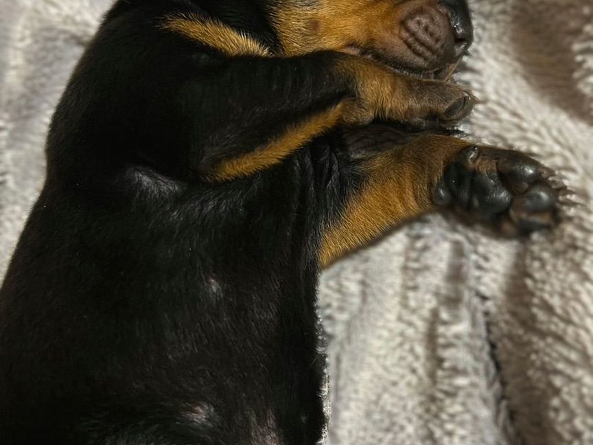 Щенки добермана