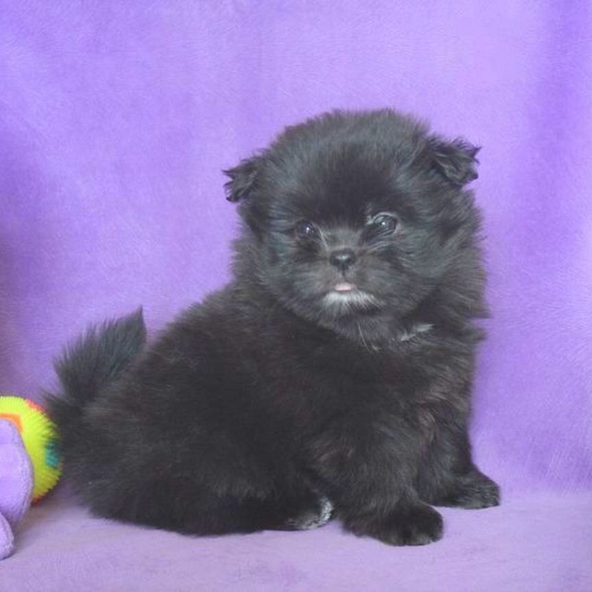 Мишки малышки