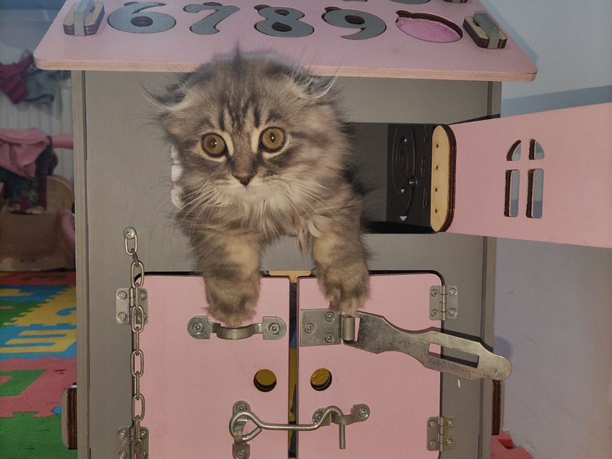 Шотландские котята
