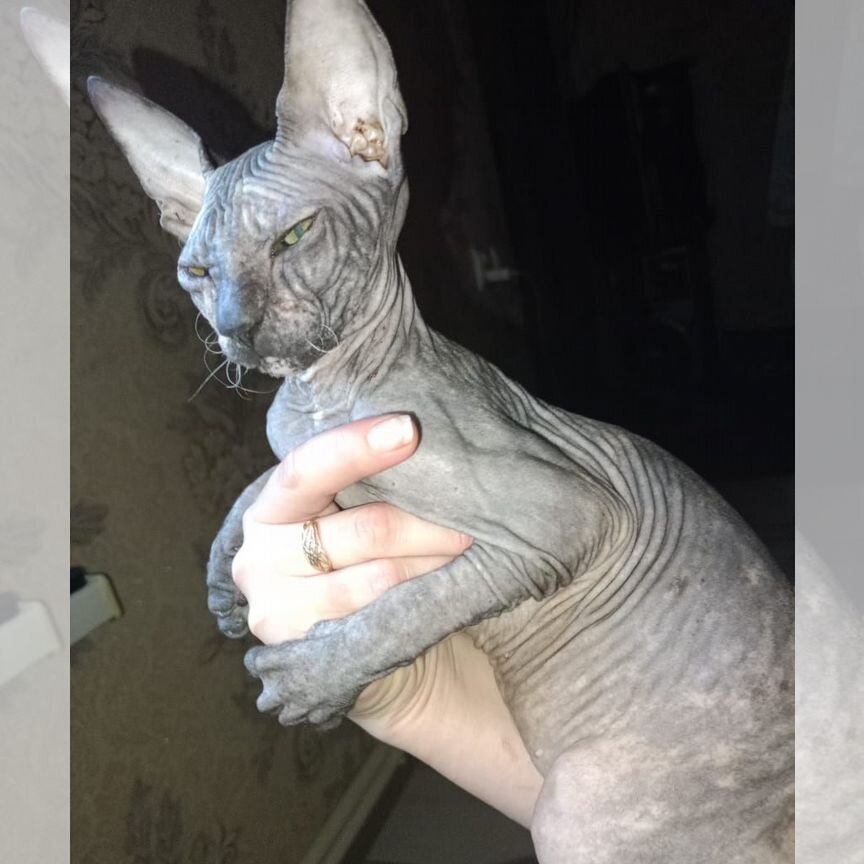 Донской сфинкс