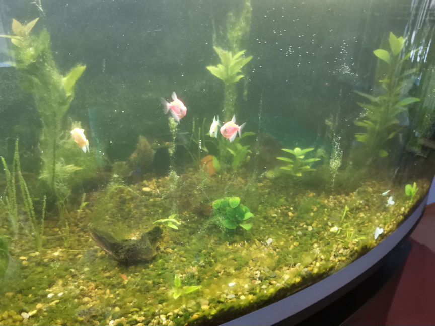 Тернеции и неон