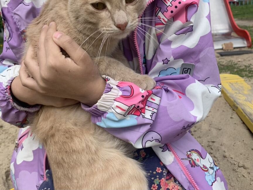 Молодой кот