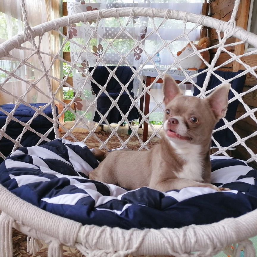 Вязка чихуахуа