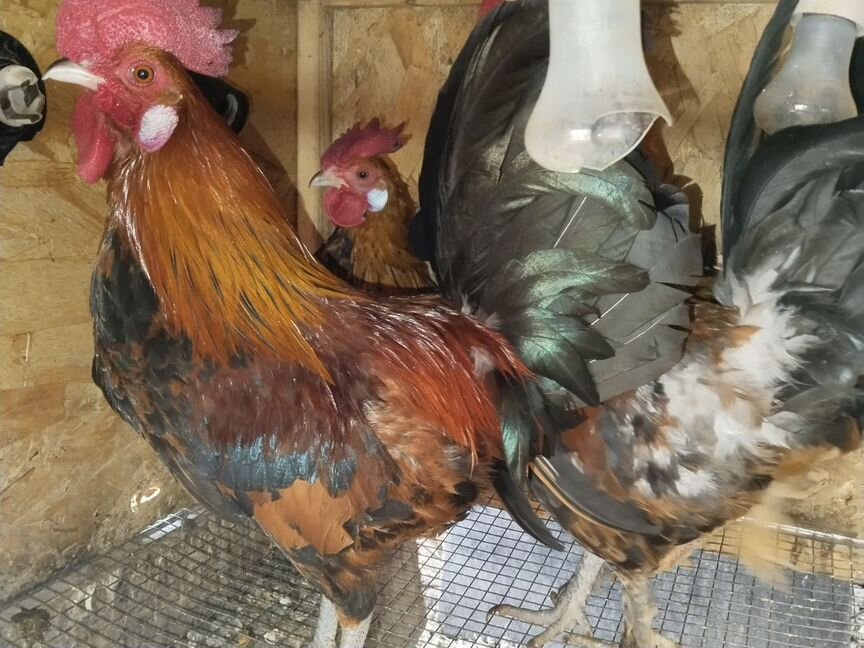 Петух Бентамки