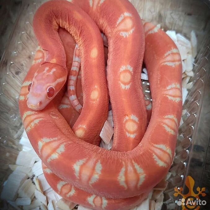 Змея маисовый полоз для новичка
