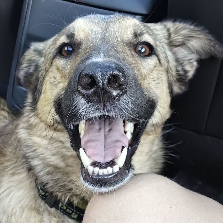 Собака пёс Снуппи в добрые руки бесплатно