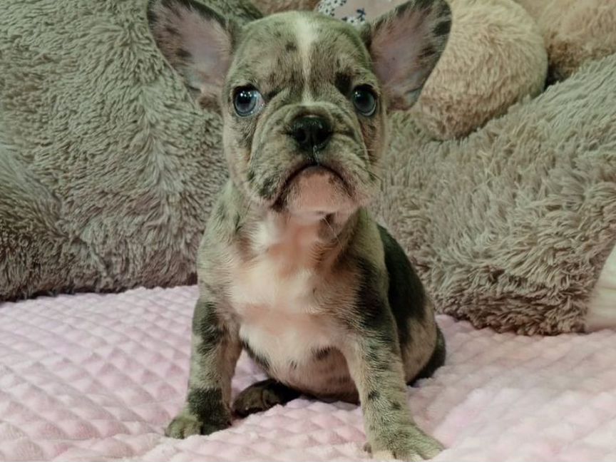 Французский бульдог мерле девочка Молли