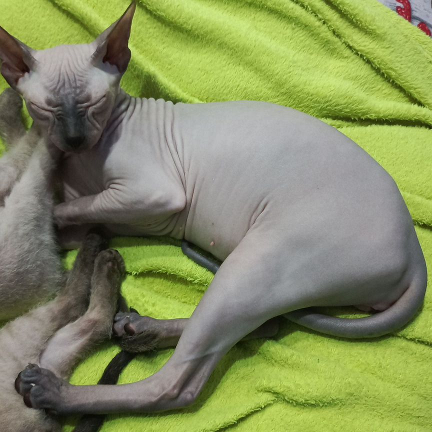 Донской сфинкс котёнок