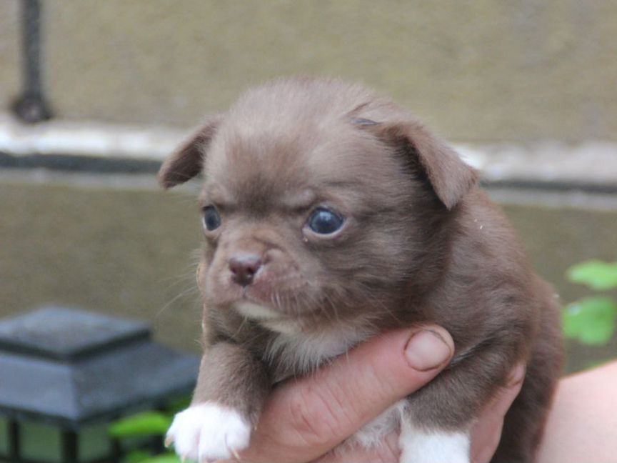 Чишки Малышки