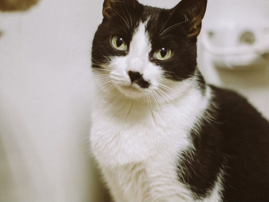 Настоящая леди ищет дом