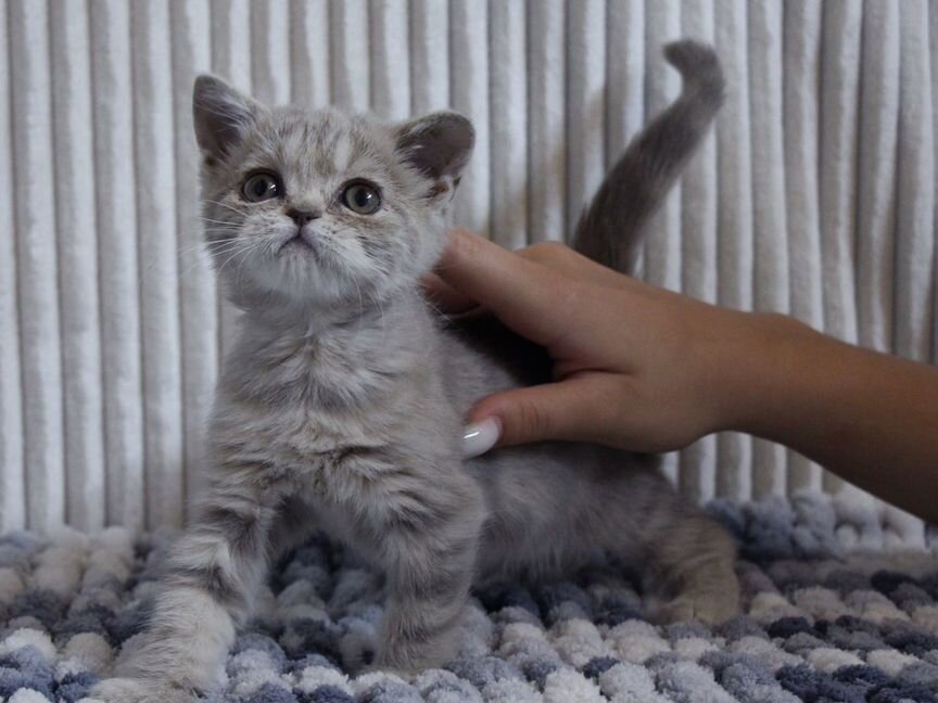 Шотландская мраморная кошечка