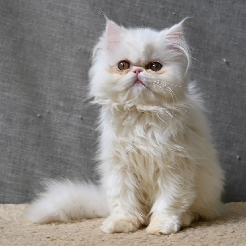 Белый персидский котенок девочка