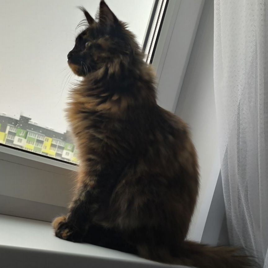 Мейн-кун, взрослая кошка