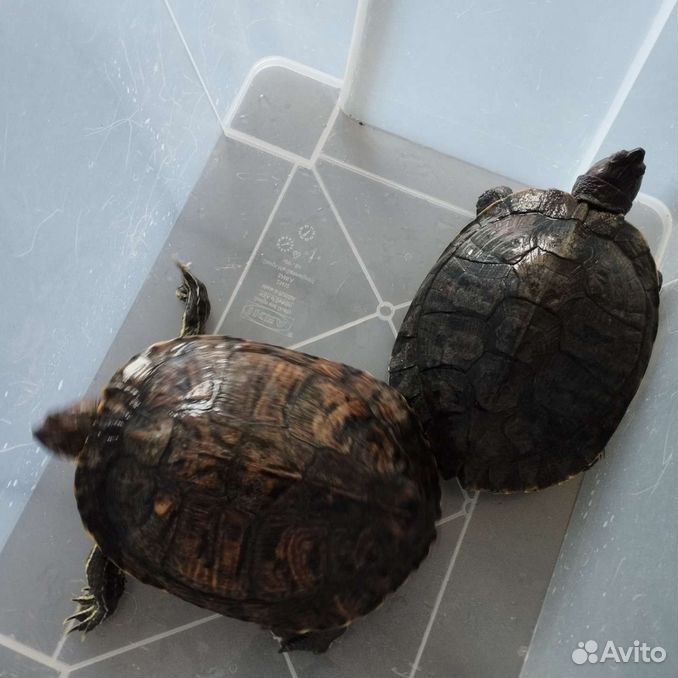 2 черепахи в добрые руки