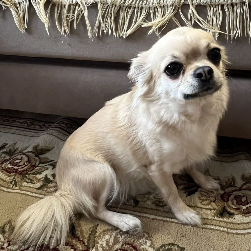 Чихуахуа, вязка