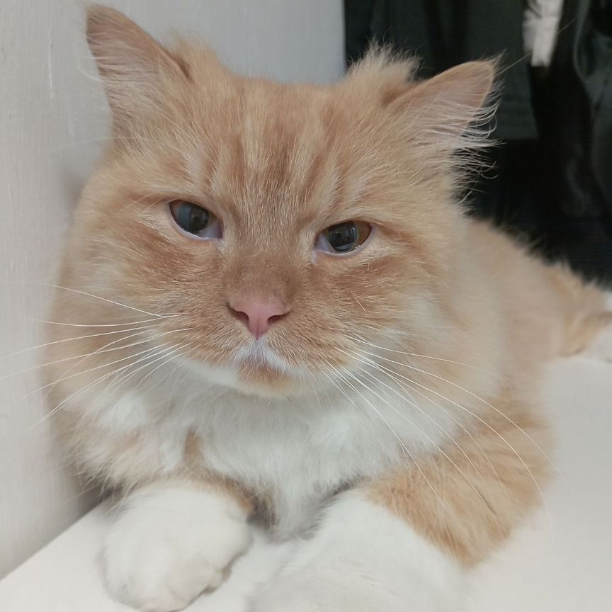 Взрослый кот в добрые руки