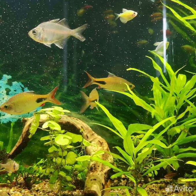 Барбусы Рохани