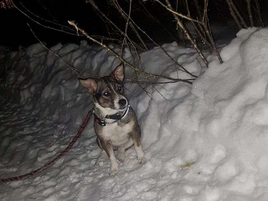 Собака