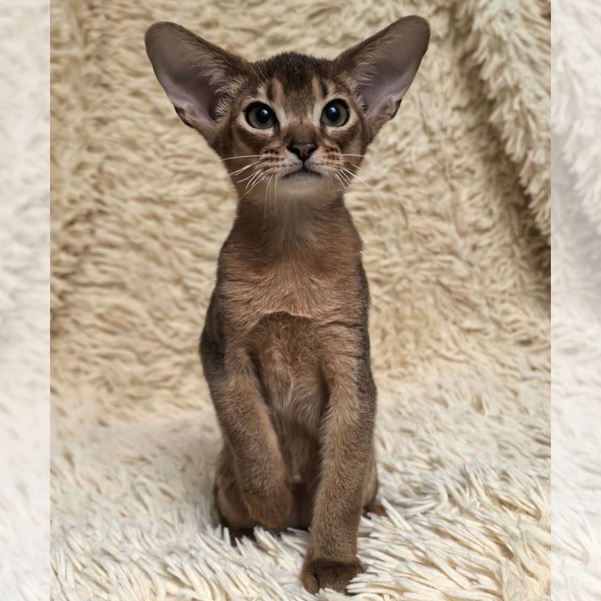 Абиссинский котенок, мальчик, 4 месяца