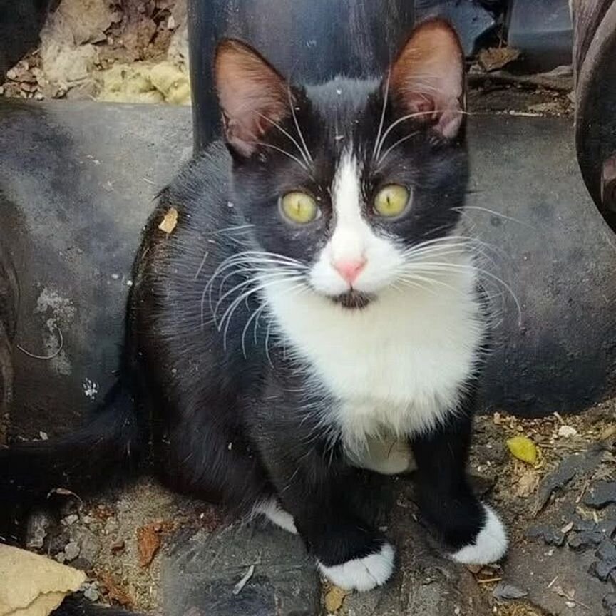 Котёнок в добрые руки