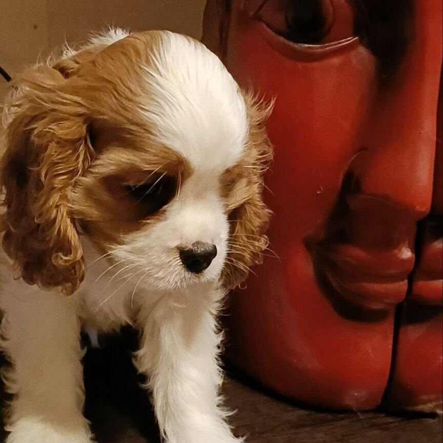 Мальчик породы Кавалер Кинг Чарльз Спаниель