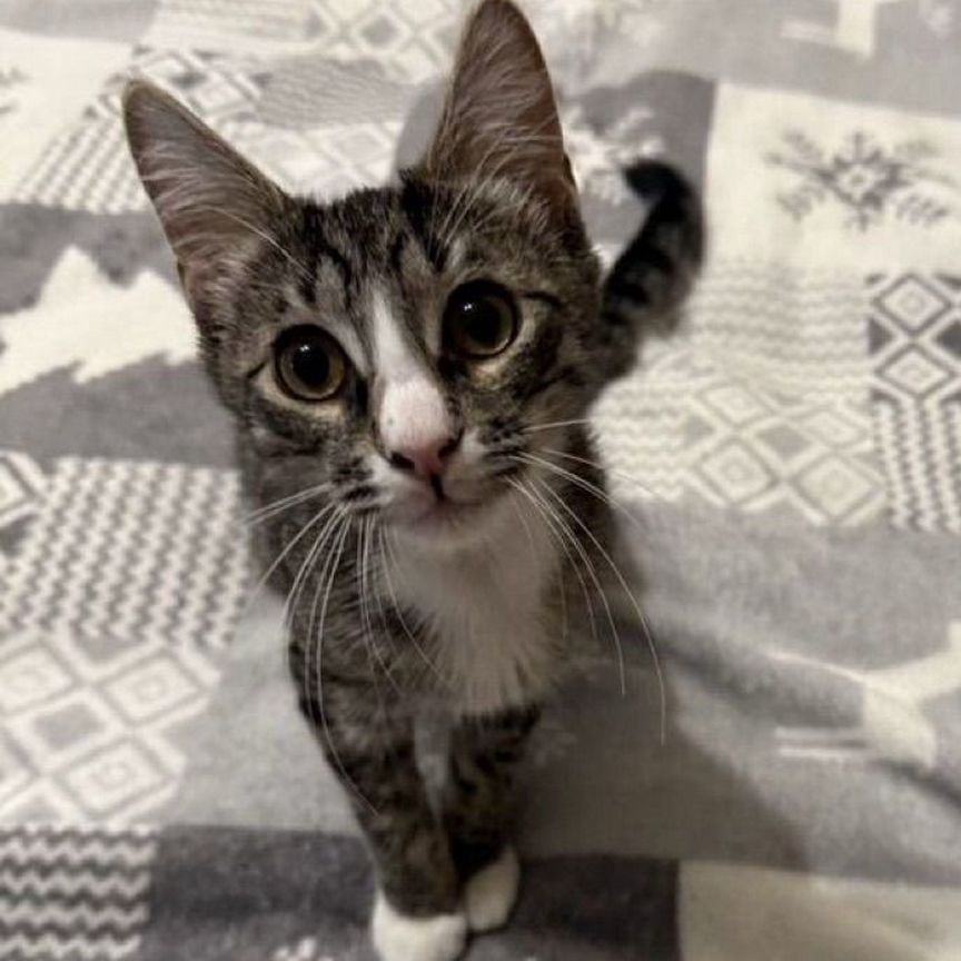 Котёнок в добрые руки