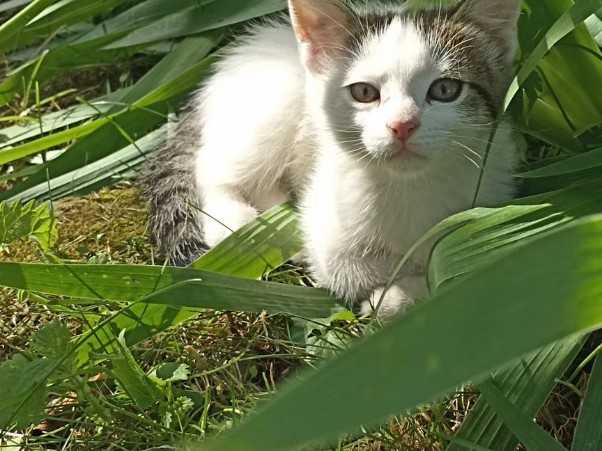 Котенок мальчик-дворянин