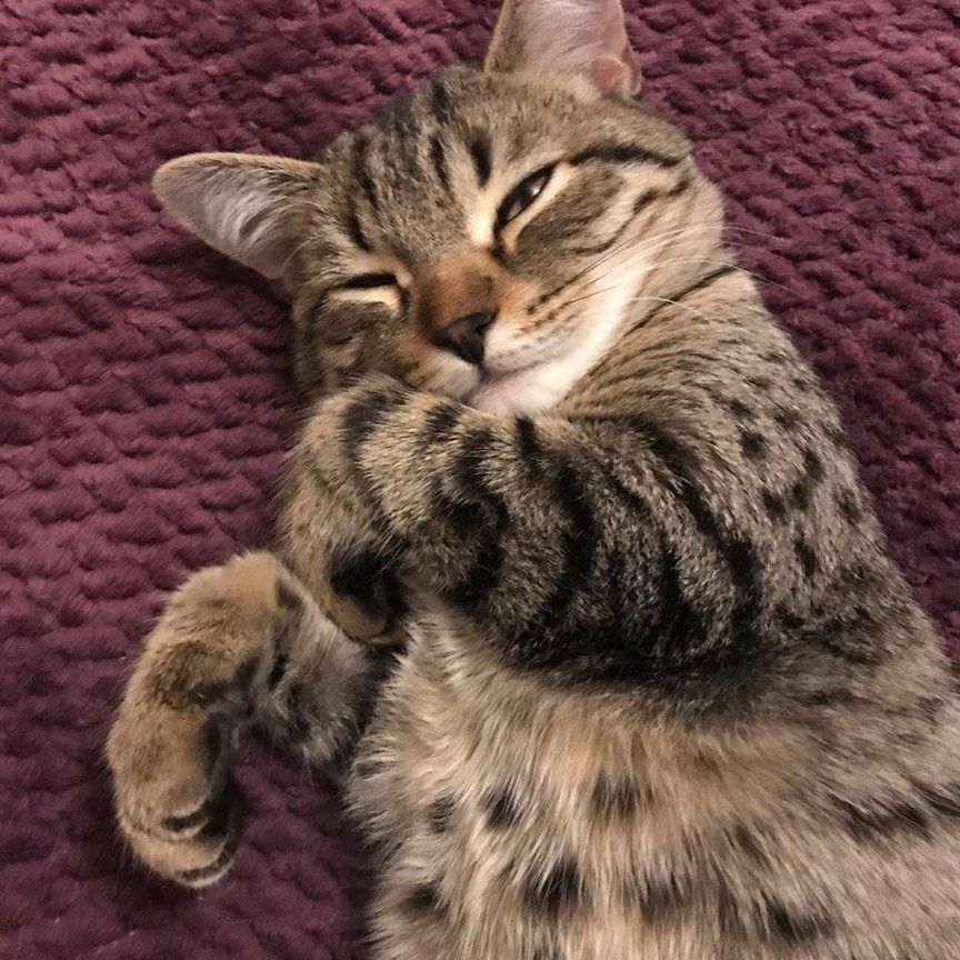 Котёнок девочка 5 месяцев