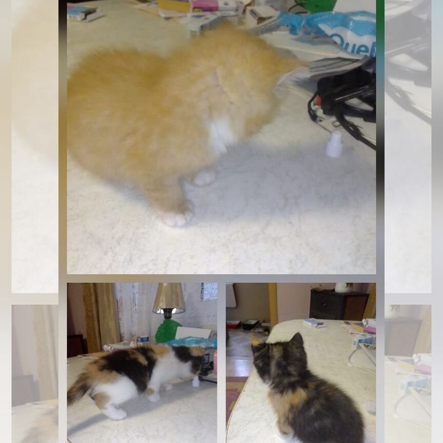 Котята ищут дом