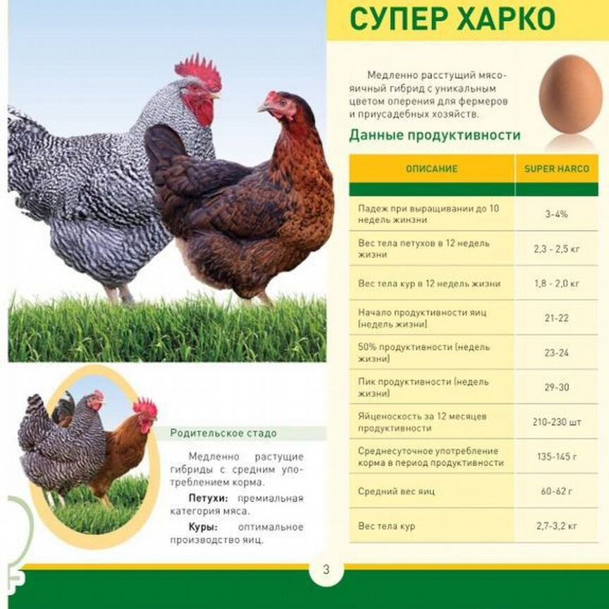 Яйцо инкубационное цветного броллера на 7.04.25
