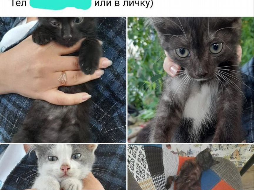 Котята в добрые руки мальчики