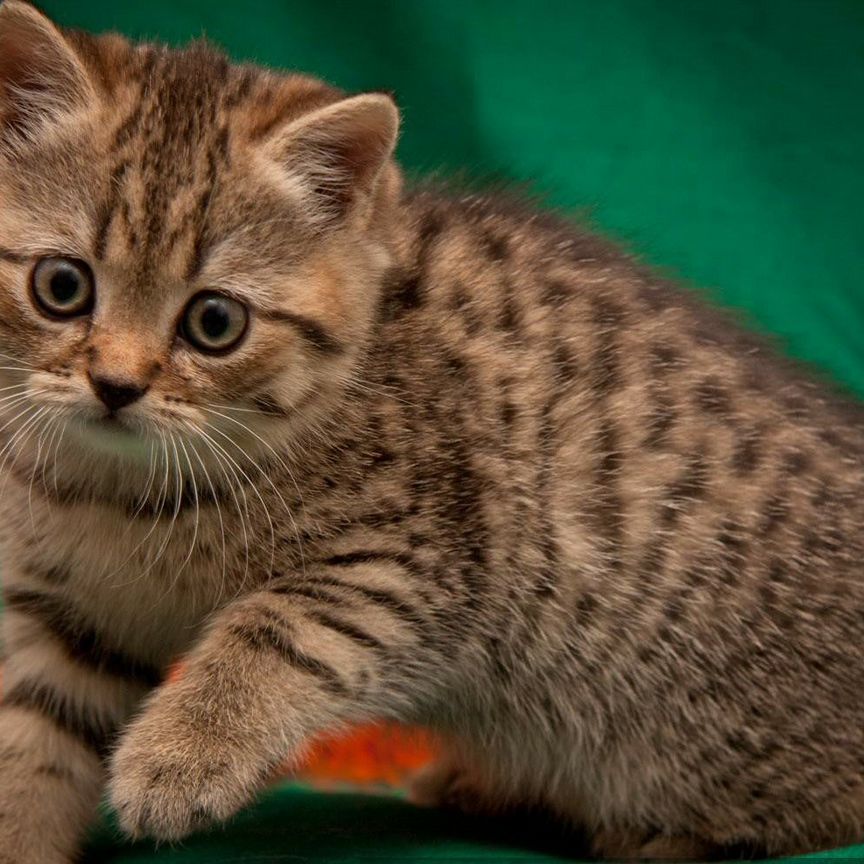 Британские котята