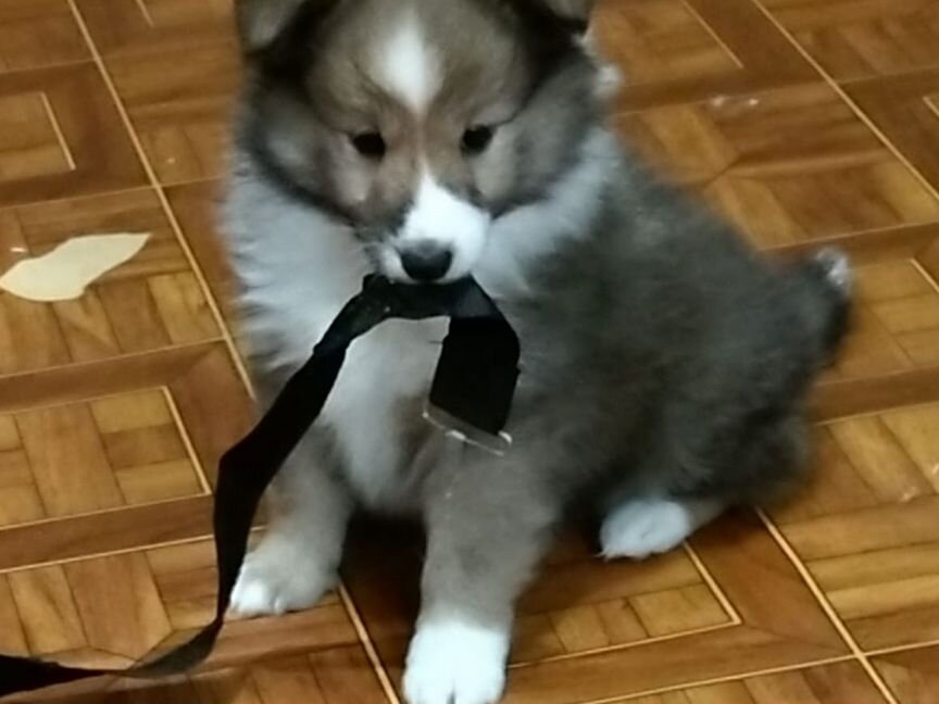 Собака