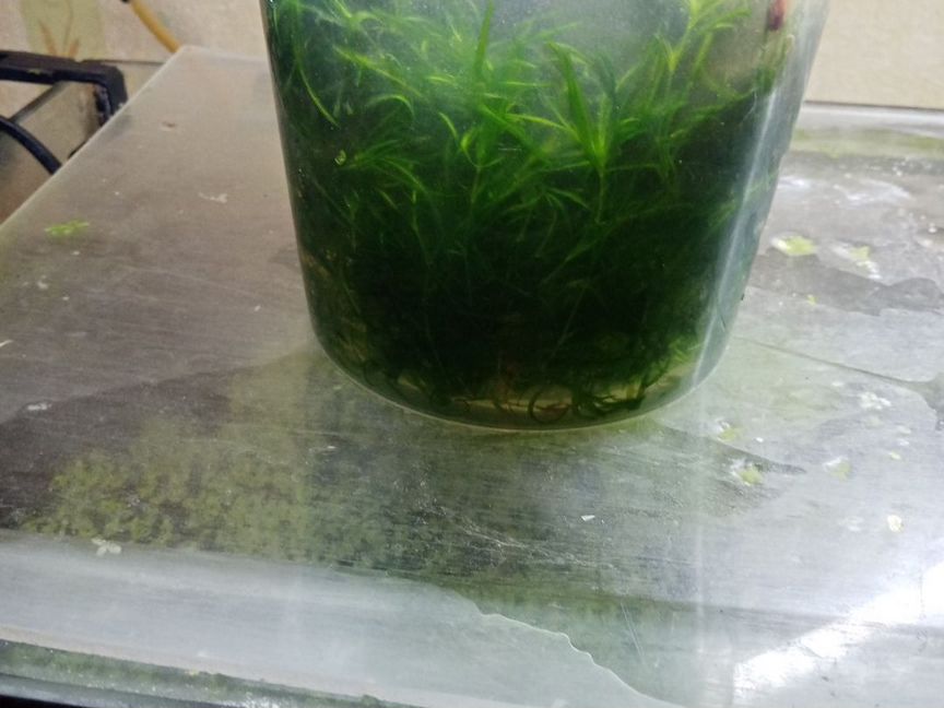 Аквариумные растения