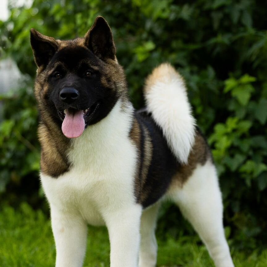 Американская акита щенки девочки