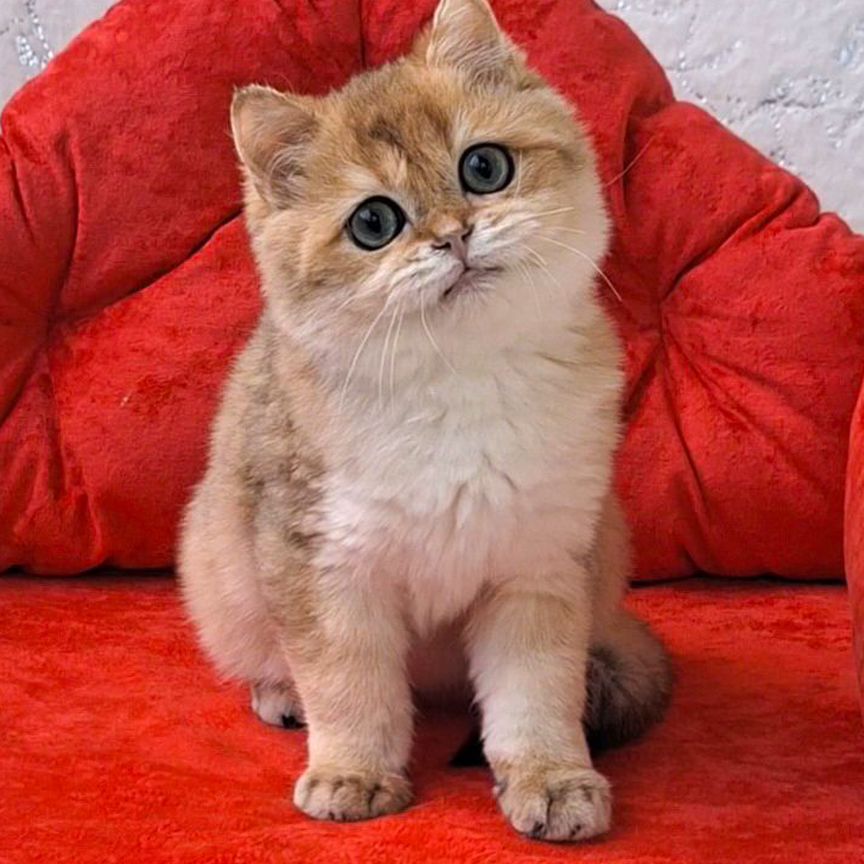 Британский короткошёрстный котёнок