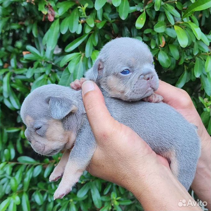 Французята