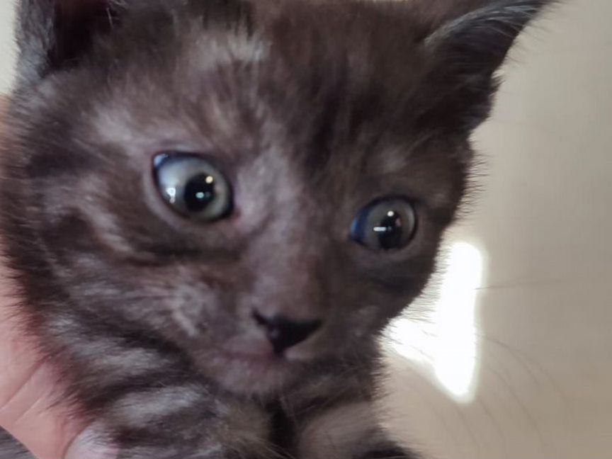 Милые котята бесплатно в добрые руки