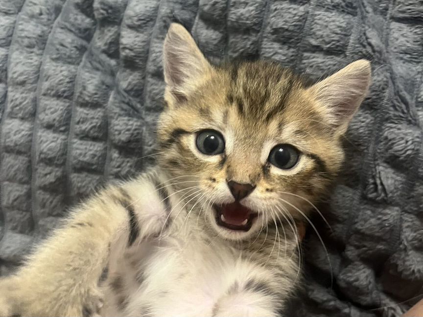 Котенок
