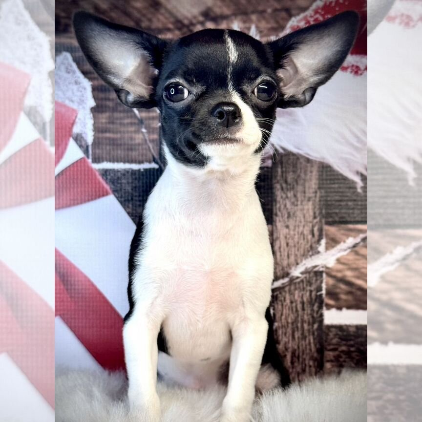 Чихуахуа, щенок